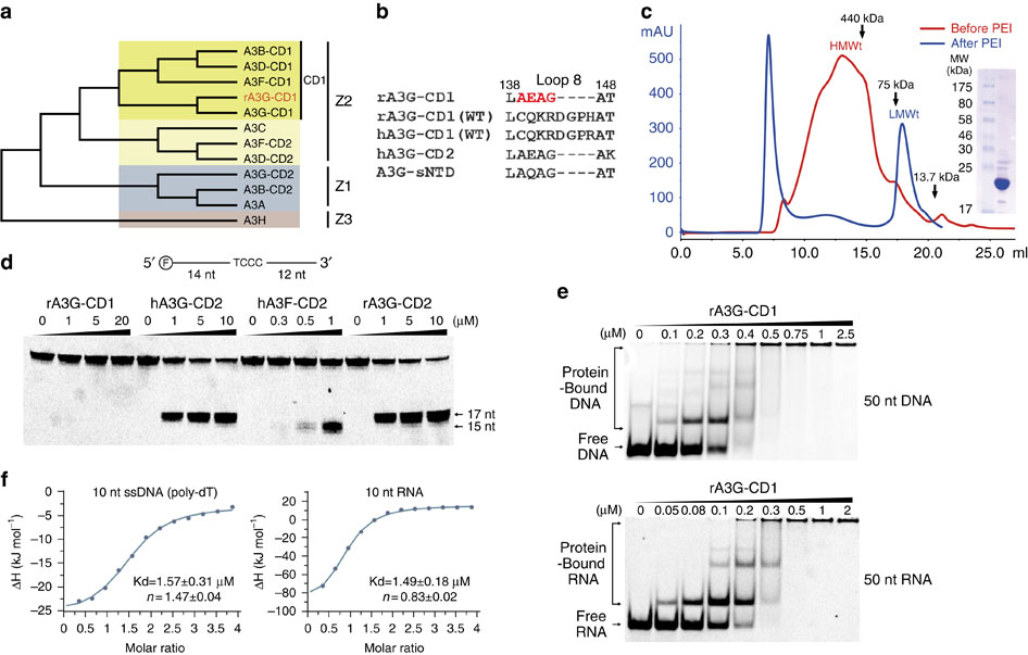 Crystal structures of APOBEC3G N-domain alone and its complex with DNA ...