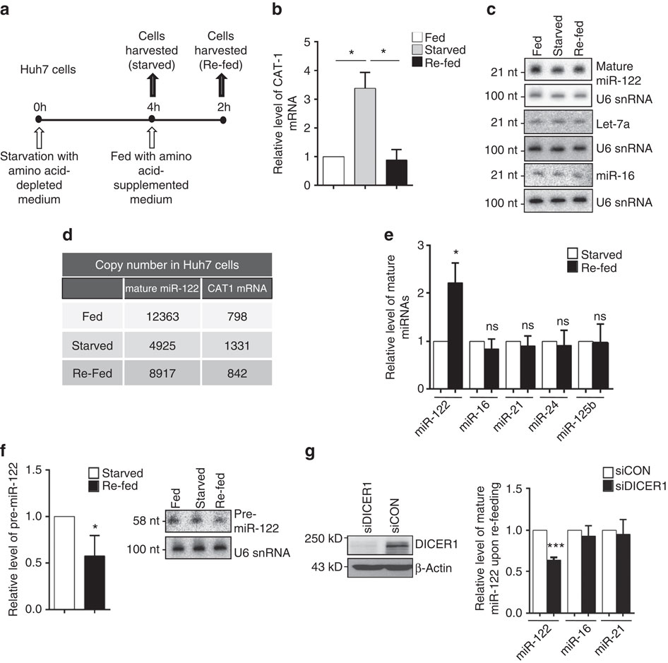 Target-dependent biogenesis of cognate microRNAs in human cells.,Nature ...