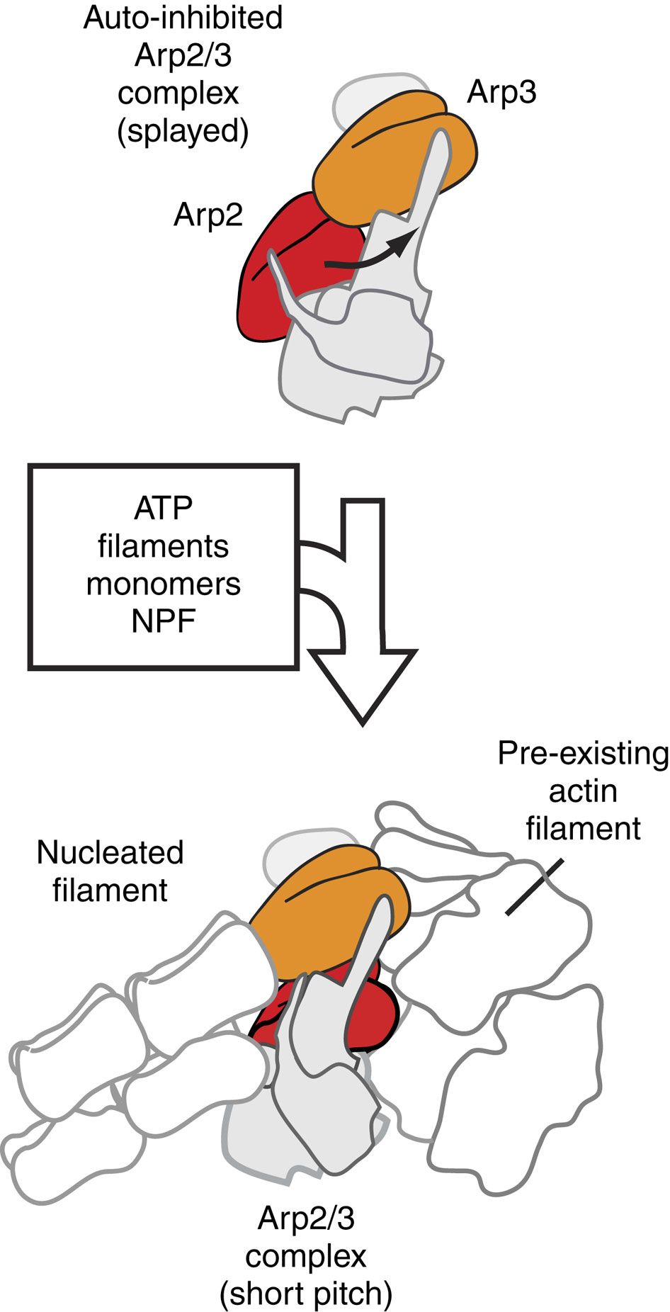 识别由Arp2 / 3复合体控制肌动蛋白丝成核的ATP控制的变构开关。,Nature Communications - X-MOL