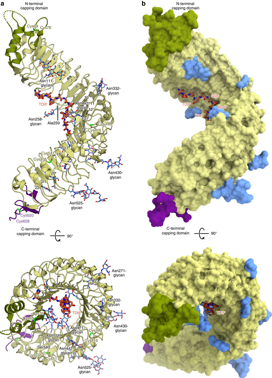 Crystal structure of the plant receptor-like kinase TDR in complex with ...