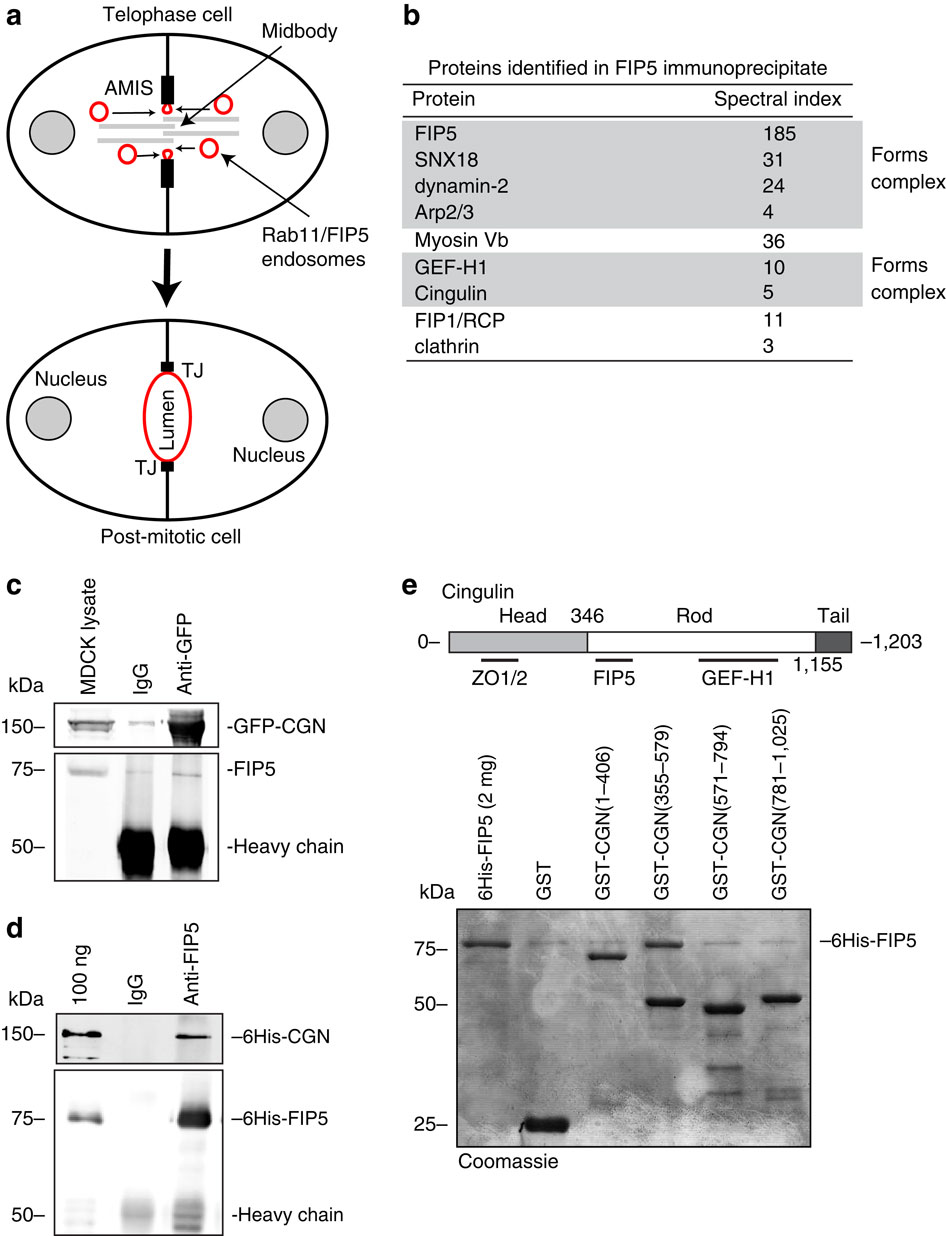 Cingulin and actin mediate midbody-dependent apical lumen formation ...