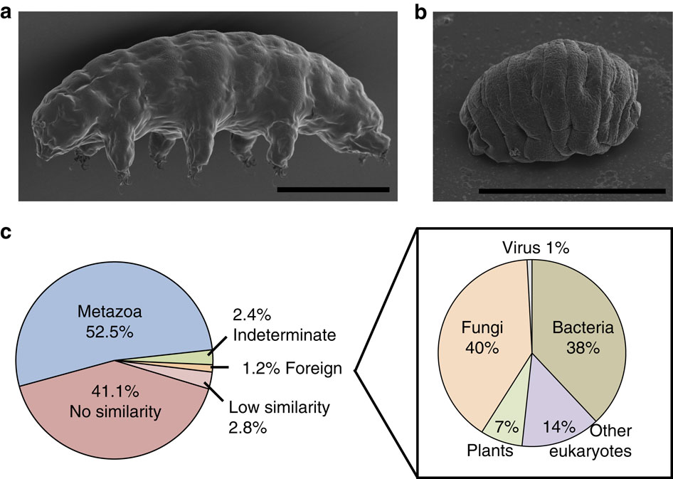 Extremotolerant tardigrade genome and improved radiotolerance of human ...