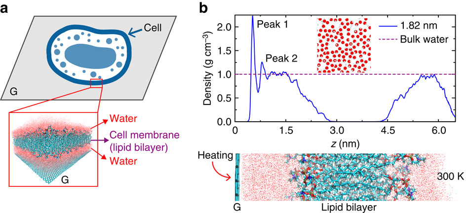 Intercalated water layers promote thermal dissipation at bio-nano ...
