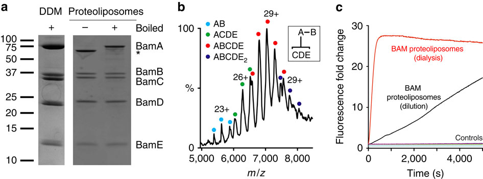 Lateral opening in the intact β-barrel assembly machinery captured by ...