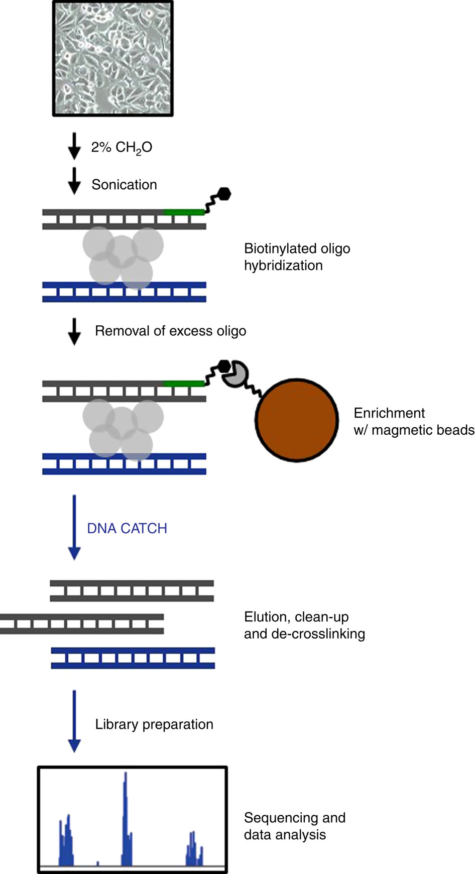 Capture of associated targets on chromatin links long-distance ...