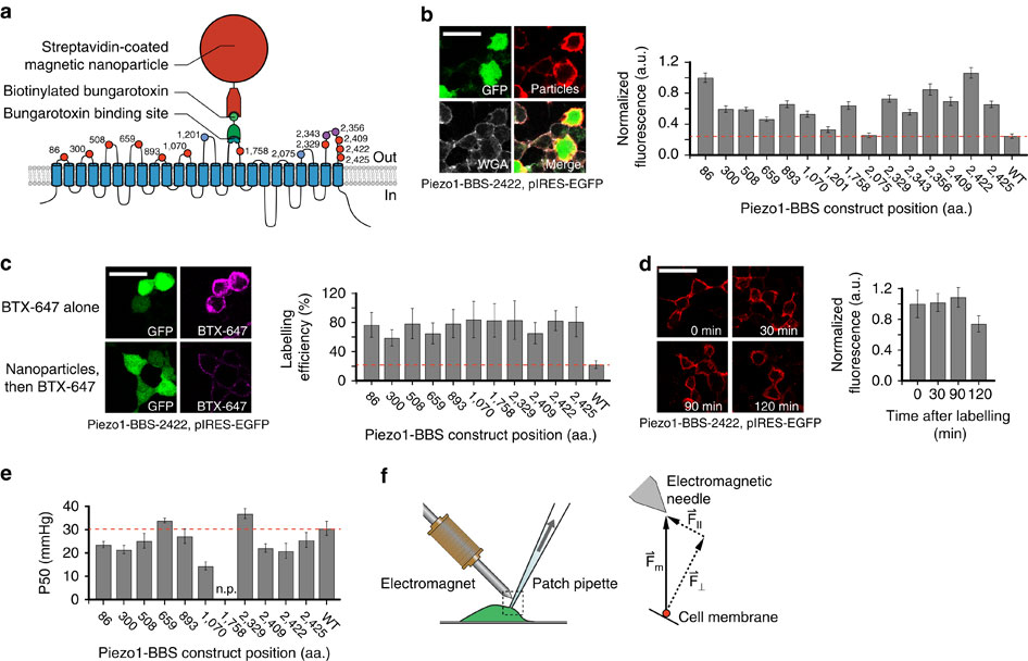 Localized force application reveals mechanically sensitive domains of ...