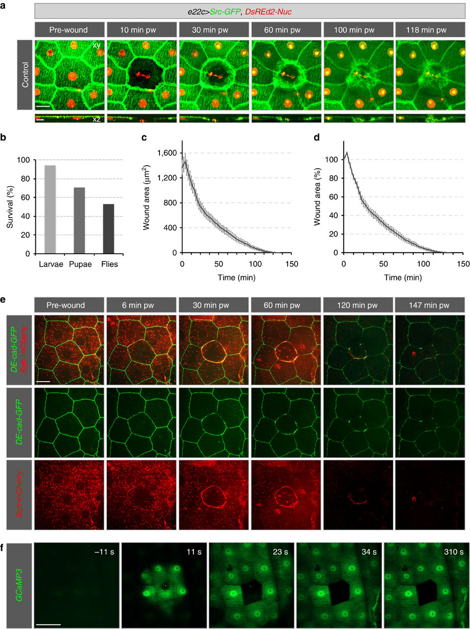 胰岛素和TOR通过FOXO和S6K并行发出信号，以促进上皮伤口愈合。,Nature Communications - X-MOL