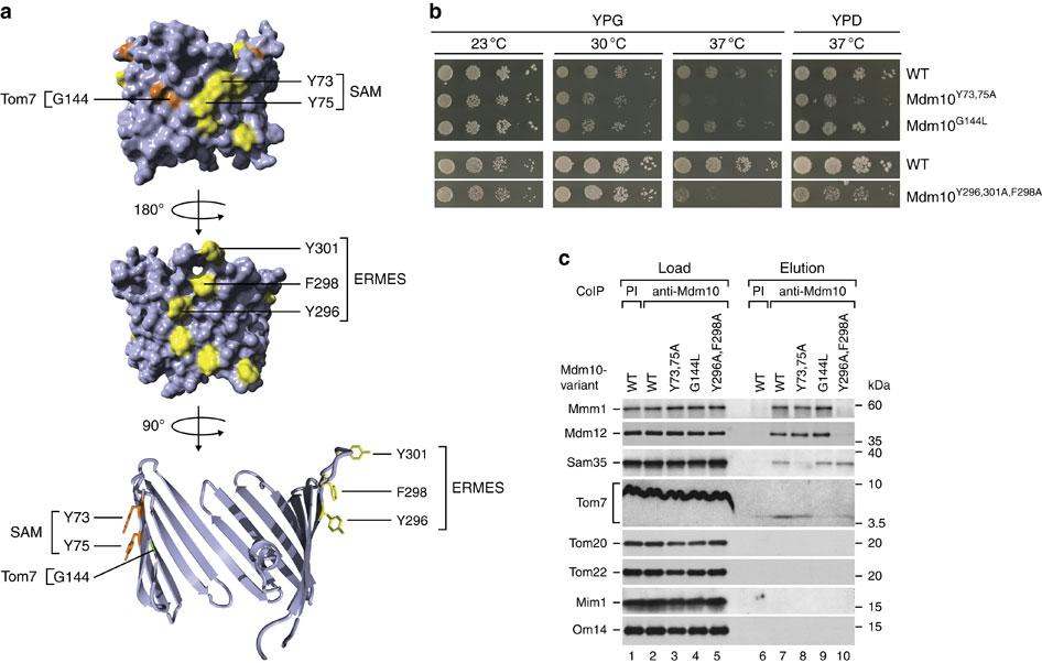 Separating mitochondrial protein assembly and endoplasmic reticulum ...