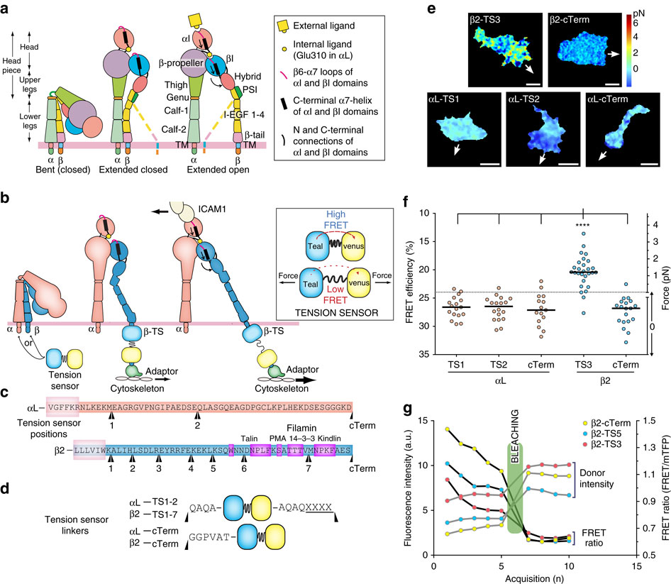 Coordinated integrin activation by actin-dependent force during T-cell ...