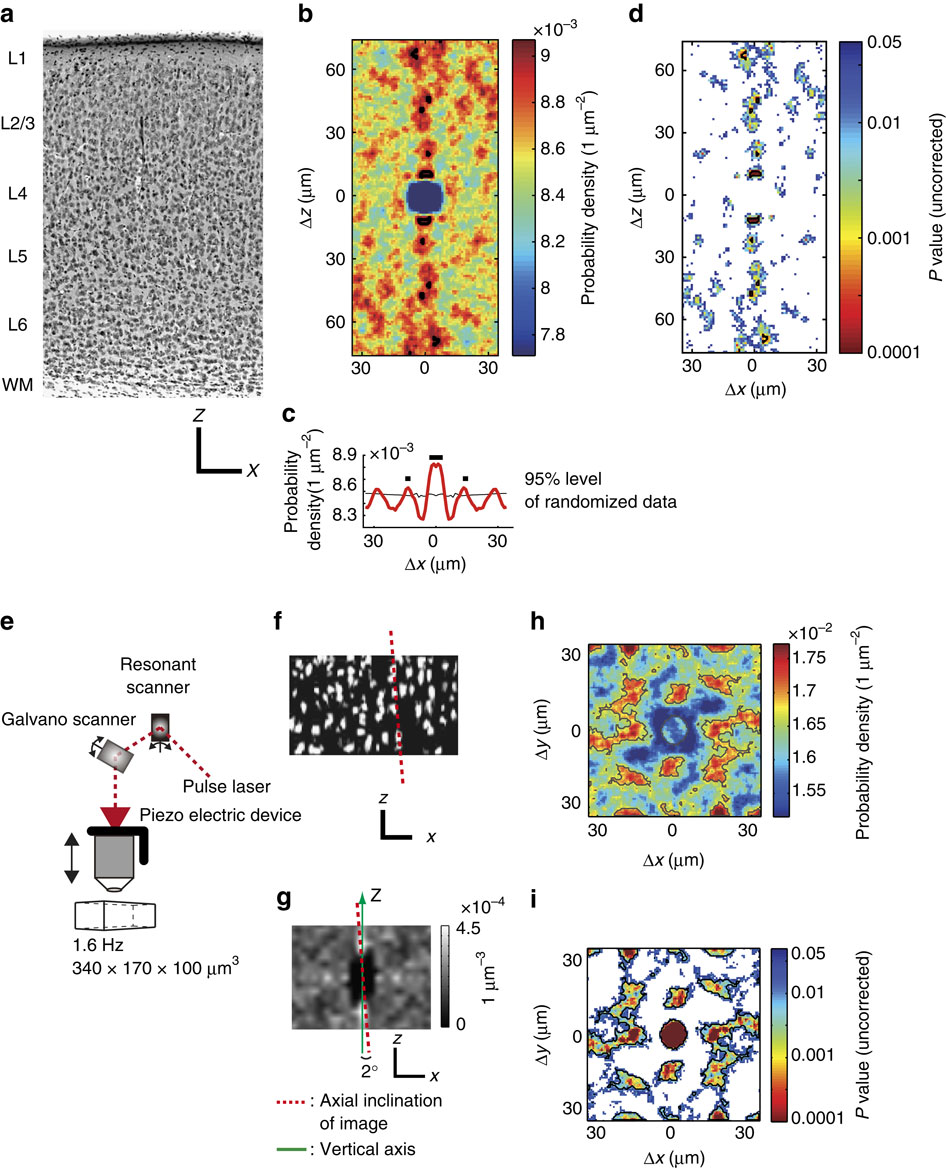 Mixed functional microarchitectures for orientation selectivity in the mouse primary visual ...