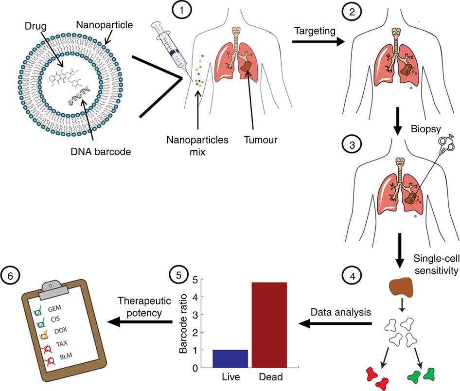 Theranostic barcoded nanoparticles for personalized cancer medicine ...