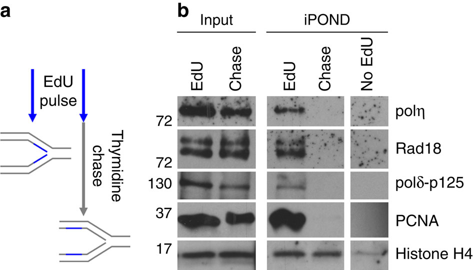 Rad18-dependent SUMOylation of human specialized DNA polymerase eta is ...