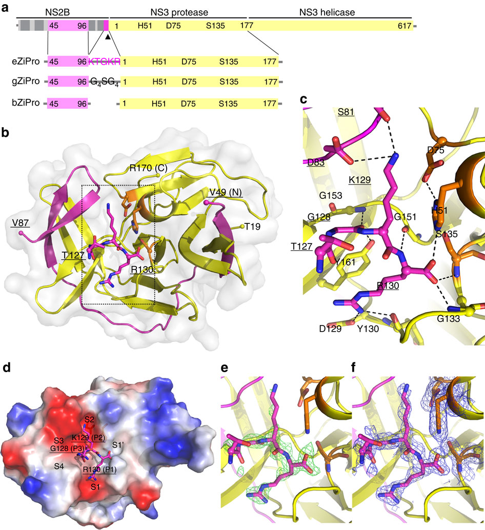 Structure of the NS2B-NS3 protease from Zika virus after self-cleavage ...
