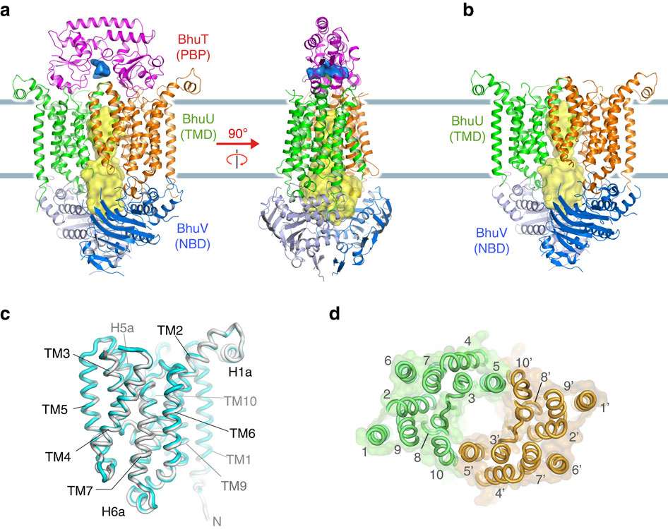 Crystal structure of bacterial haem importer complex in the inward ...