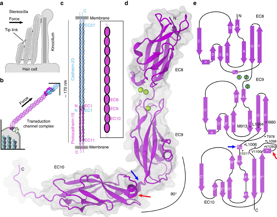 An elastic element in the protocadherin-15 tip link of the inner ear ...