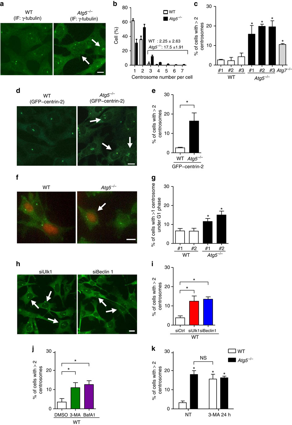 自噬通过降解Cep63来控制中心体数目。,Nature Communications - X-MOL