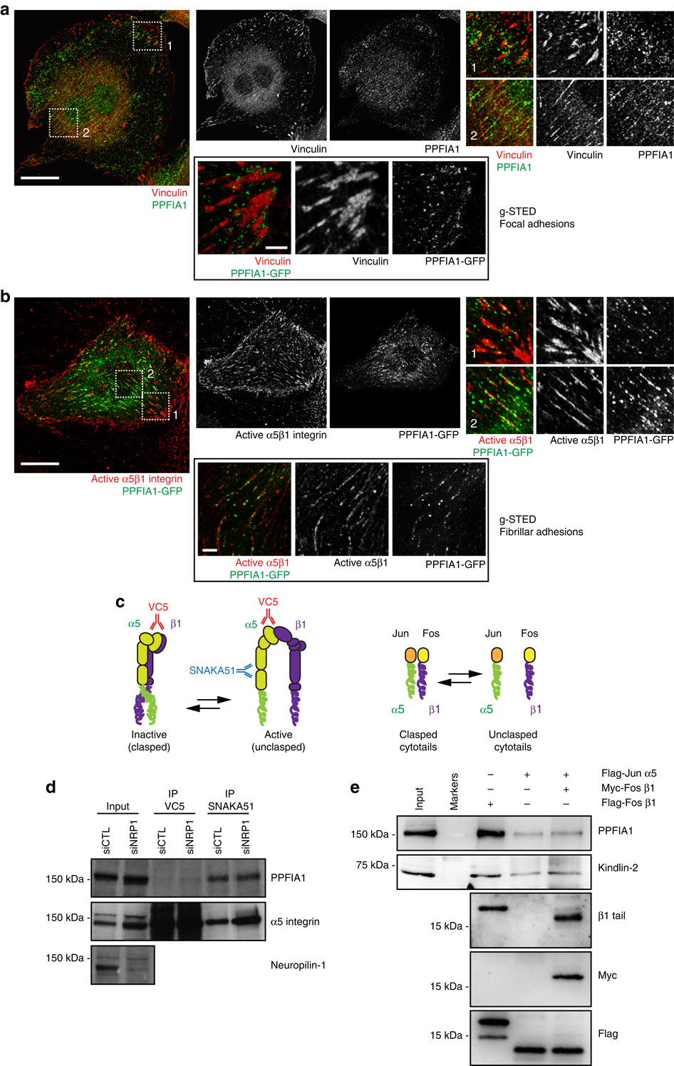 PPFIA1 drives active α5β1 integrin recycling and controls fibronectin ...