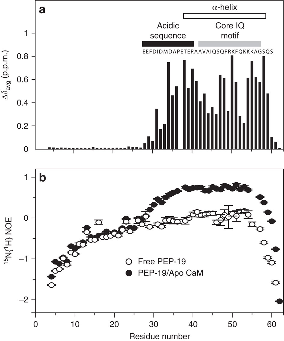 PEP-19 modulates calcium binding to calmodulin by electrostatic ...