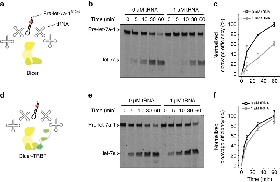TRBP ensures efficient Dicer processing of precursor microRNA in RNA ...