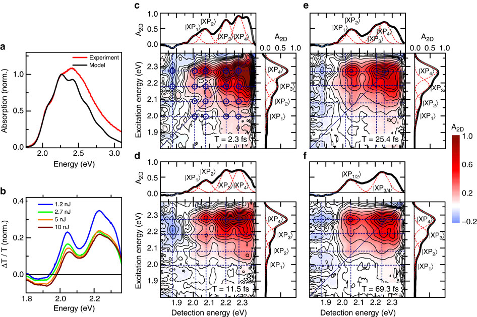 Tracking the coherent generation of polaron pairs in conjugated ...