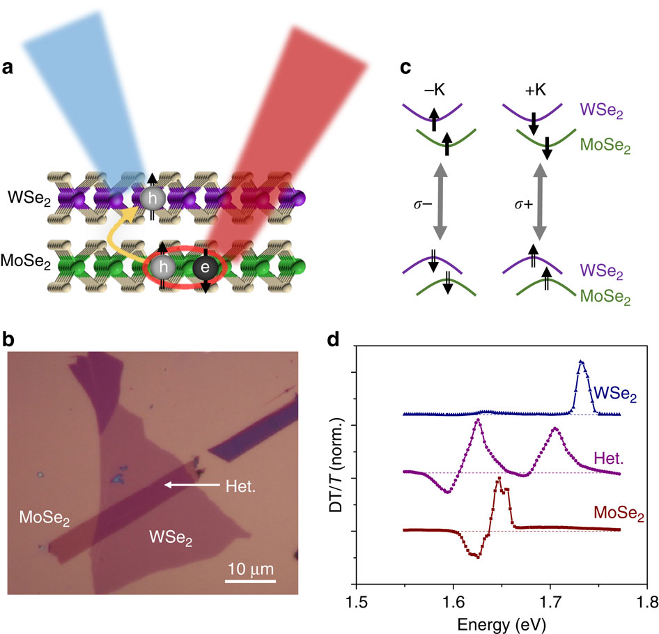 Directional interlayer spin-valley transfer in two-dimensional ...