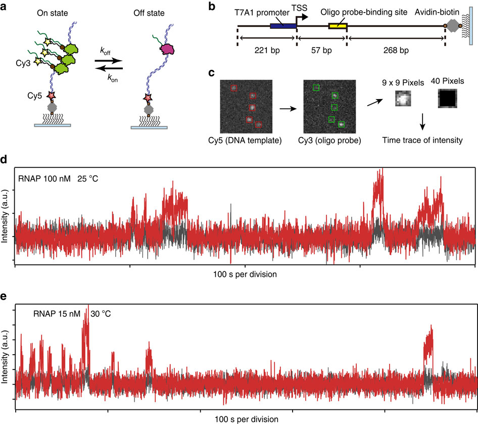 Transcriptional bursting is intrinsically caused by interplay between ...