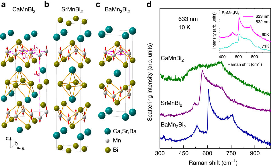 Interplay of Dirac electrons and magnetism in CaMnBi2 and SrMnBi2 ...