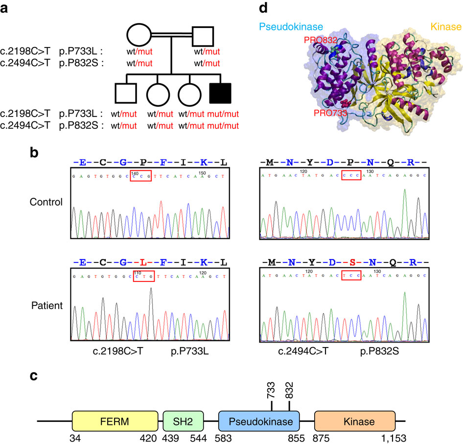 分枝杆菌感染免疫缺陷患者的双等位基因 JAK1 突变。,Nature Communications - X-MOL