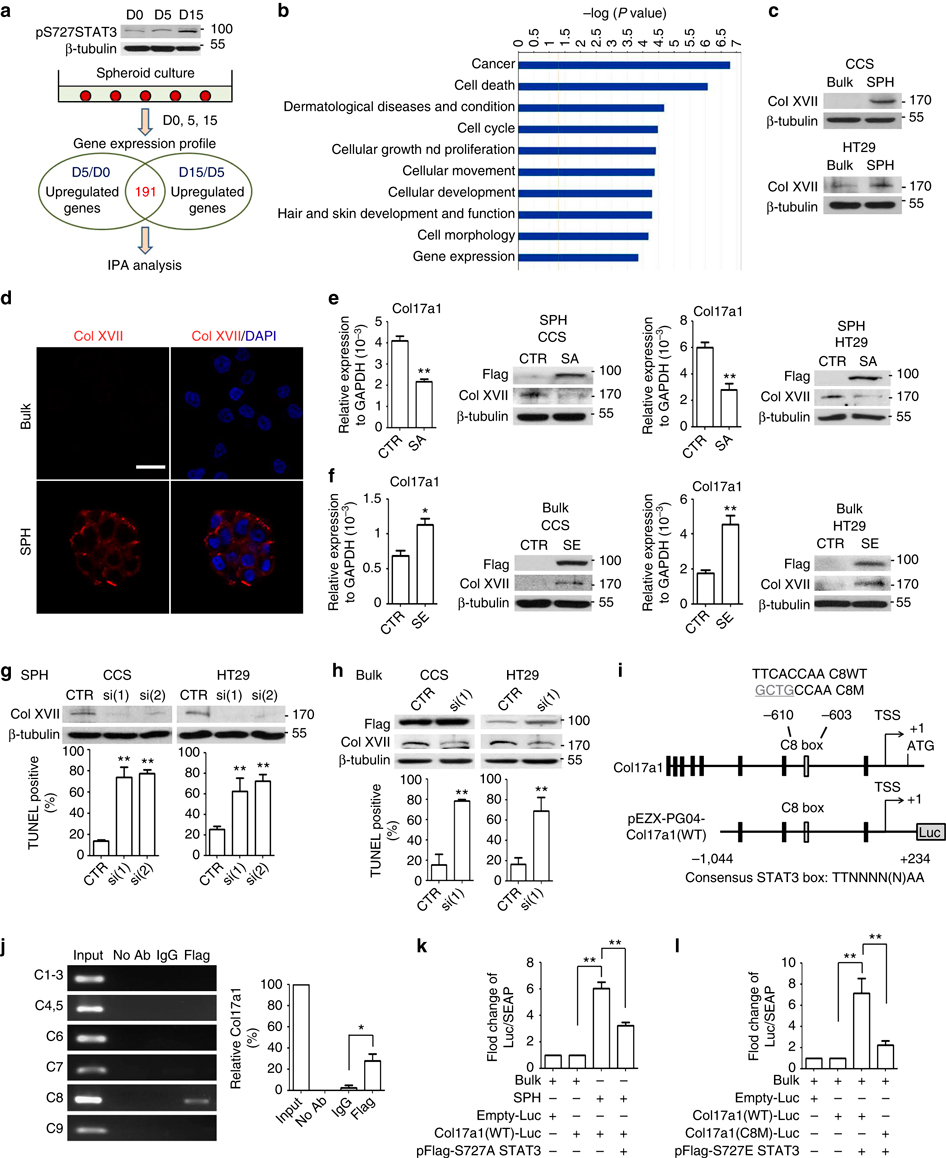 Erratum: Suspension survival mediated by PP2A-STAT3-Col XVII determines ...