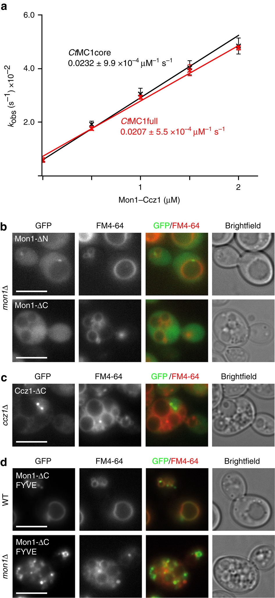 Architecture and mechanism of the late endosomal Rab7-like Ypt7 guanine ...