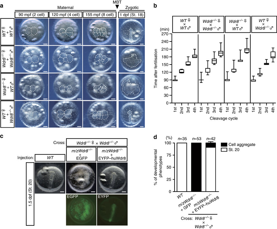 Expression of the novel maternal centrosome assembly factor Wdr8 is ...