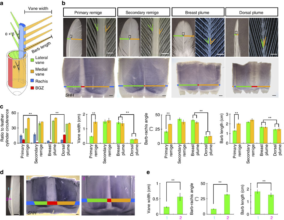 Diverse feather shape evolution enabled by coupling anisotropic ...