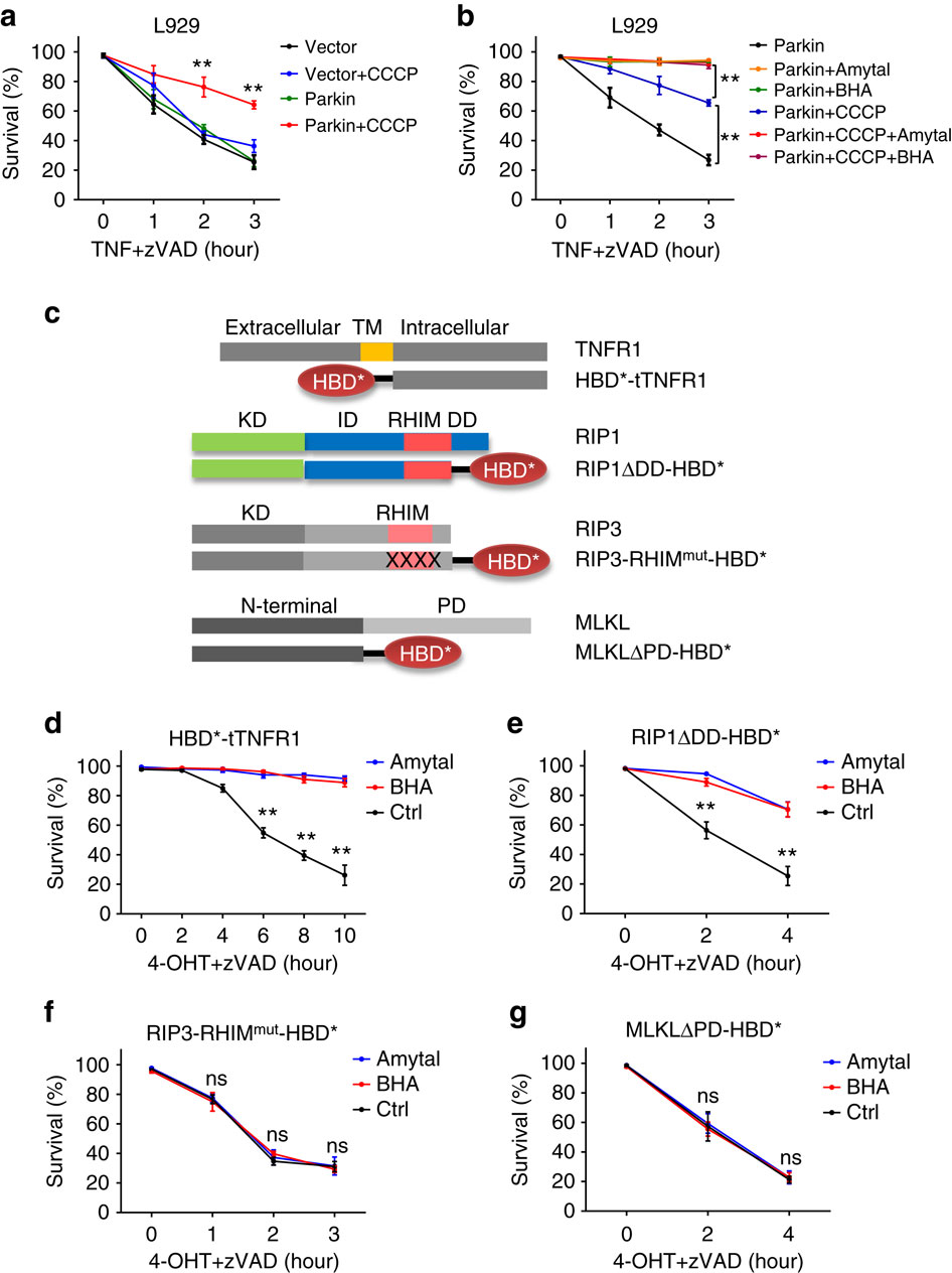 RIP1 autophosphorylation is promoted by mitochondrial ROS and is ...