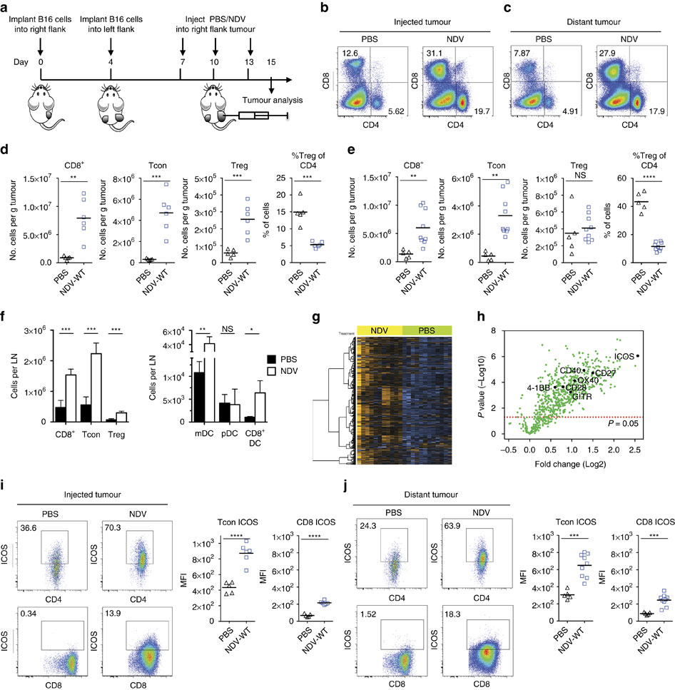 Intratumoral modulation of the inducible co-stimulator ICOS by ...