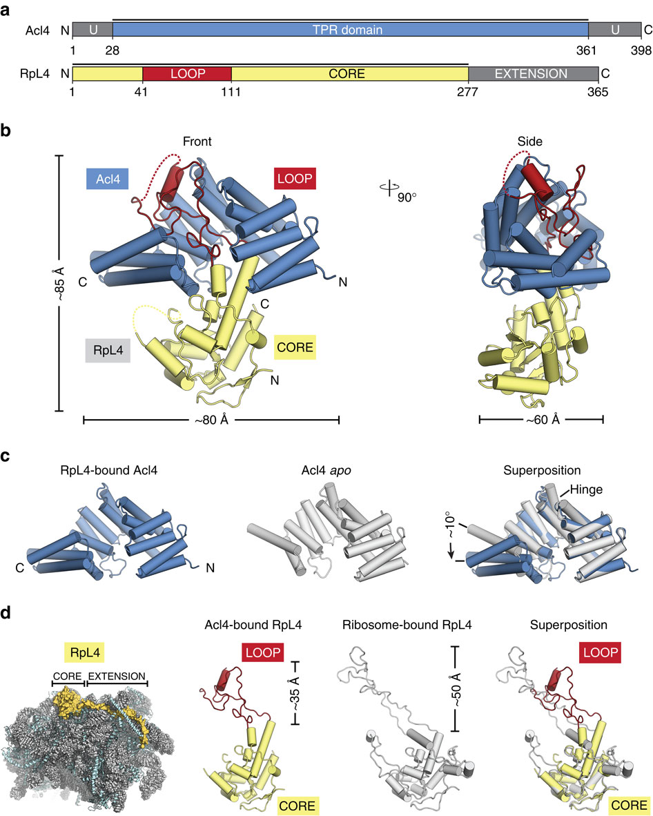 Molecular basis for protection of ribosomal protein L4 from cellular ...