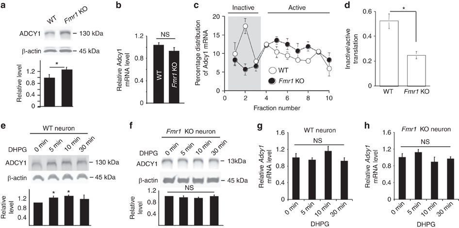 Enhanced expression of ADCY1 underlies aberrant neuronal signalling and behaviour in a syndromic ...
