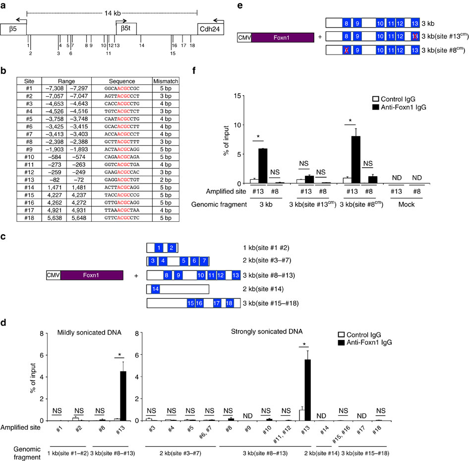 Foxn1-β5t transcriptional axis controls CD8+ T-cell production in the ...