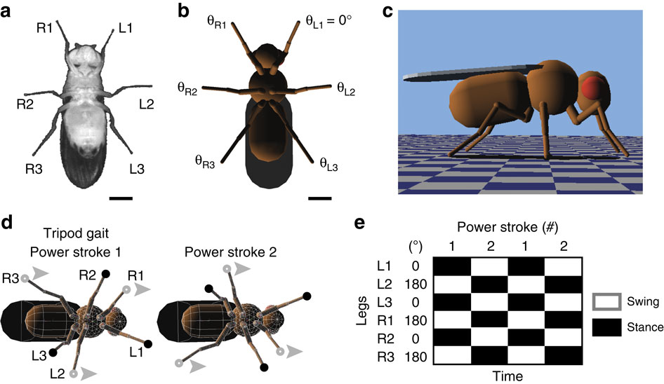 Climbing favours the tripod gait over alternative faster insect gaits ...