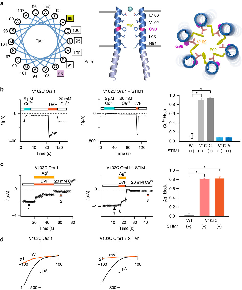 STIM1通过孔螺旋的旋转激活CRAC通道以打开疏水门。,Nature Communications - X-MOL