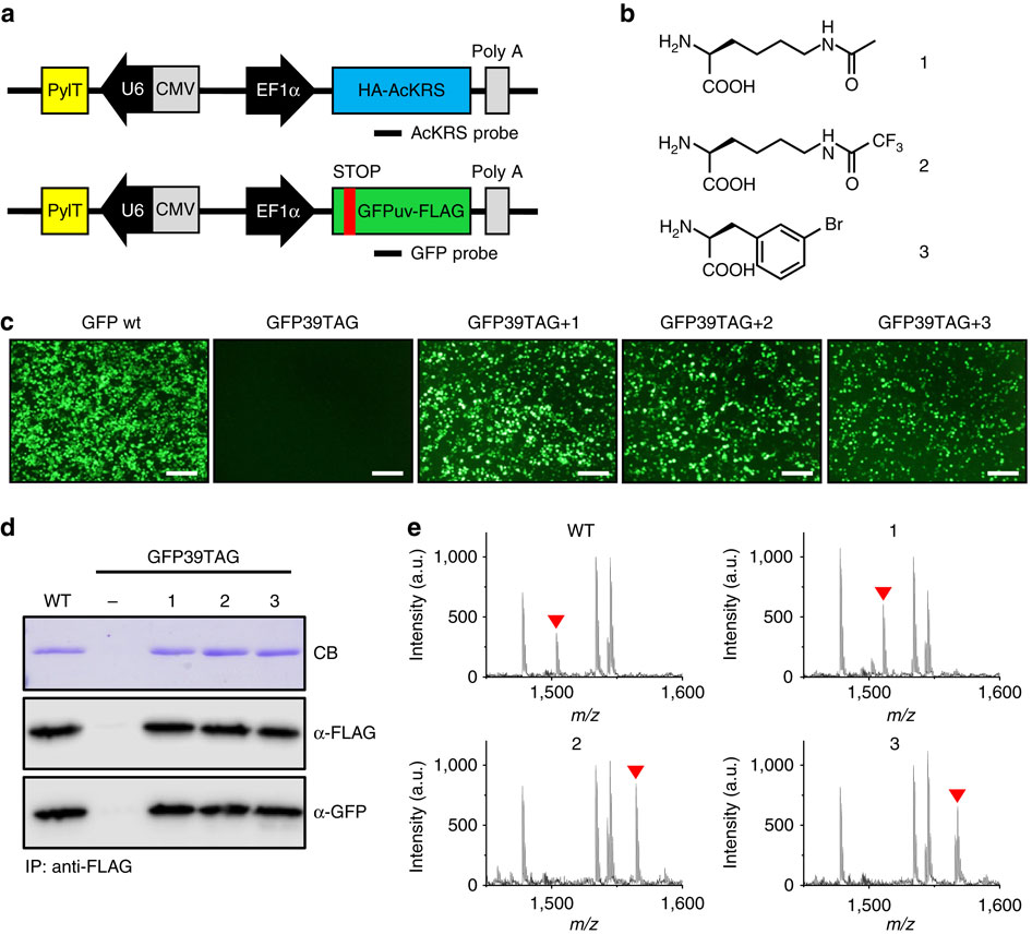 Expanding the genetic code of Mus musculus.,Nature Communications - X-MOL