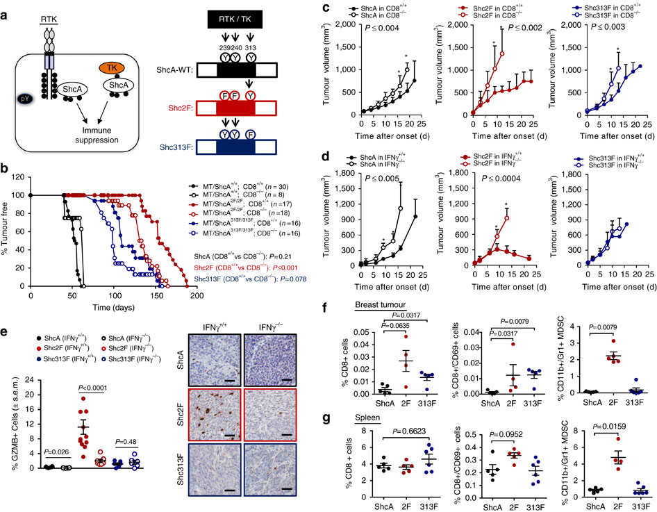The Shc1 adaptor simultaneously balances Stat1 and Stat3 activity to ...