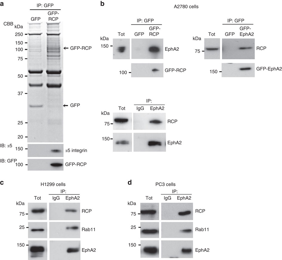 Phosphorylation of Rab-coupling protein by LMTK3 controls Rab14 ...
