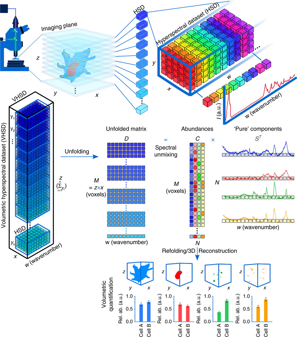 Quantitative volumetric Raman imaging of three dimensional cell ...