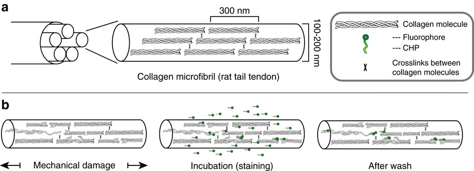 Molecular level detection and localization of mechanical damage in ...