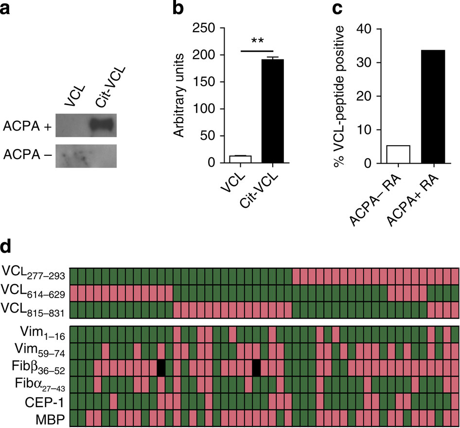 Crossreactivity to vinculin and microbes provides a molecular basis for ...