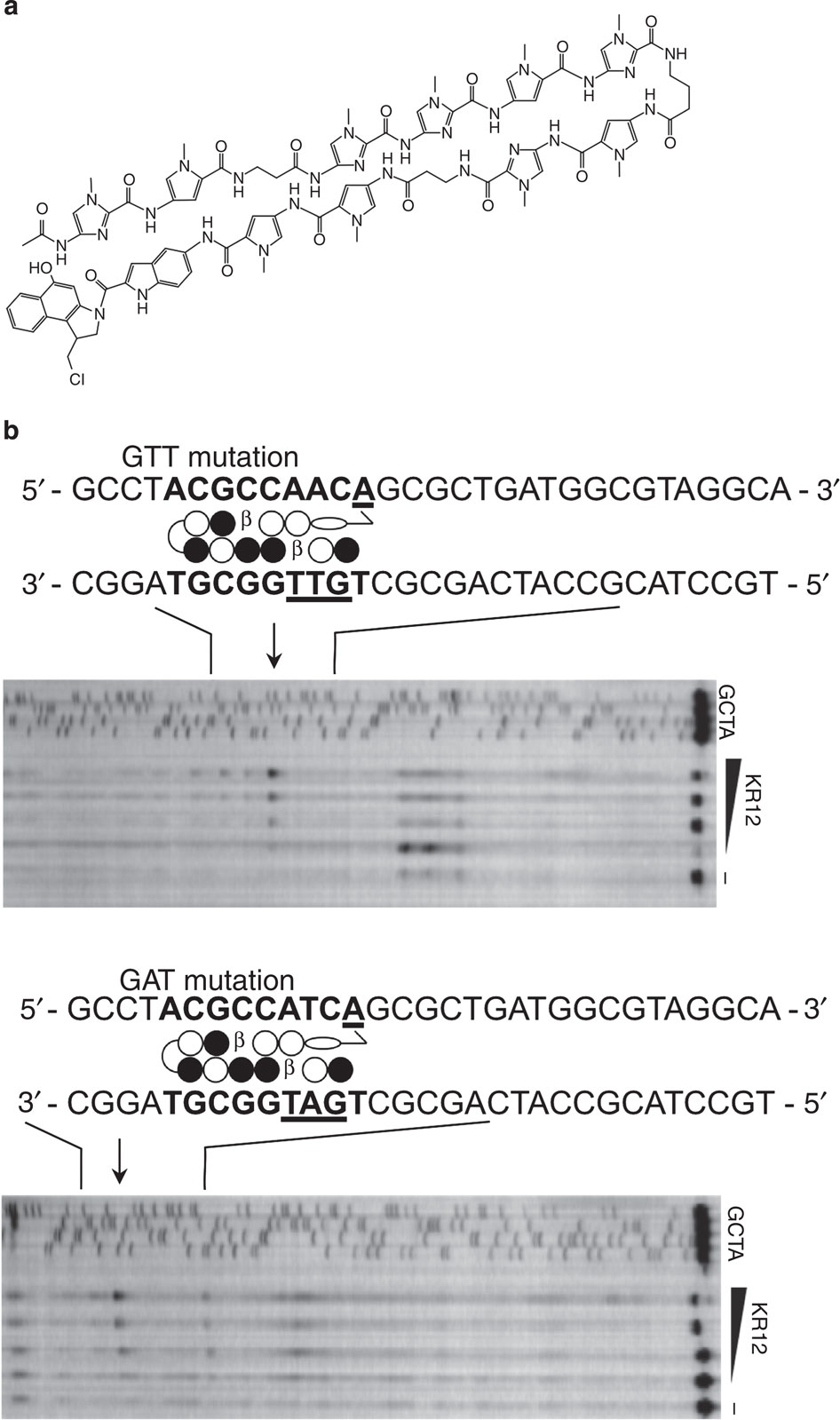 Inhibition of KRAS codon 12 mutants using a novel DNA-alkylating ...