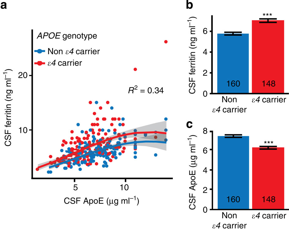 Ferritin levels in the cerebrospinal fluid predict Alzheimer's disease ...