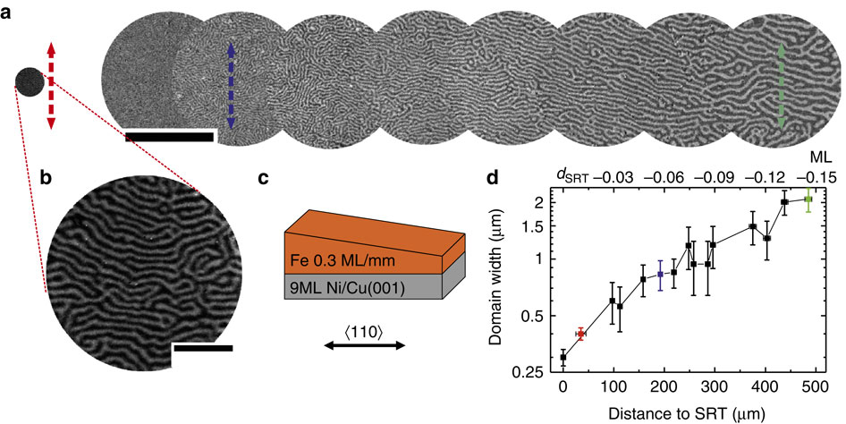 Real-time observation of domain fluctuations in a two-dimensional ...