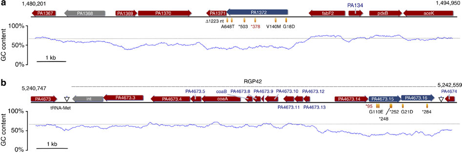 水平获得基因之间的相互作用会在铜绿假单胞菌中产生适应度成本。,Nature Communications - X-MOL