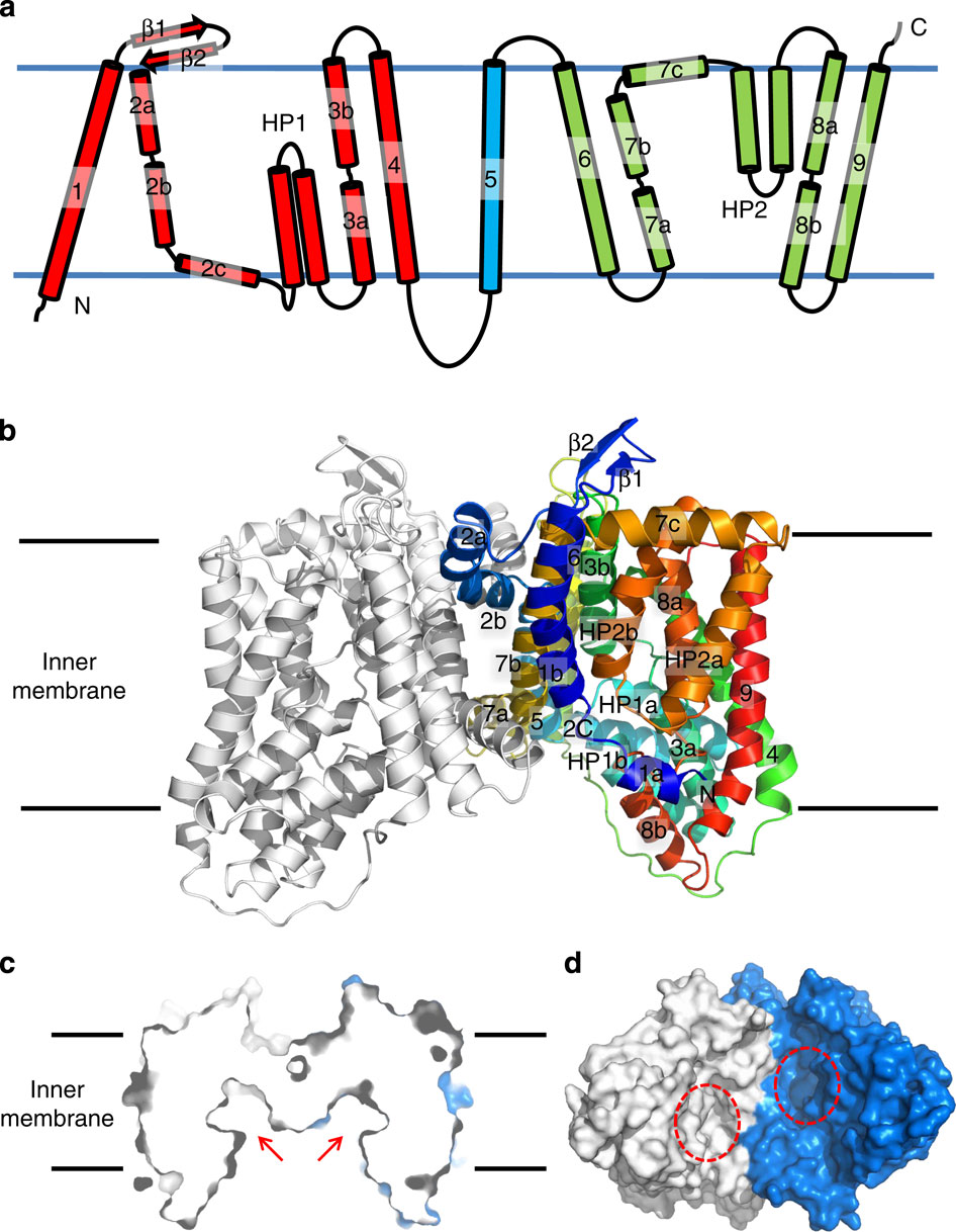 Crystal structure of the Alcanivorax borkumensis YdaH transporter ...